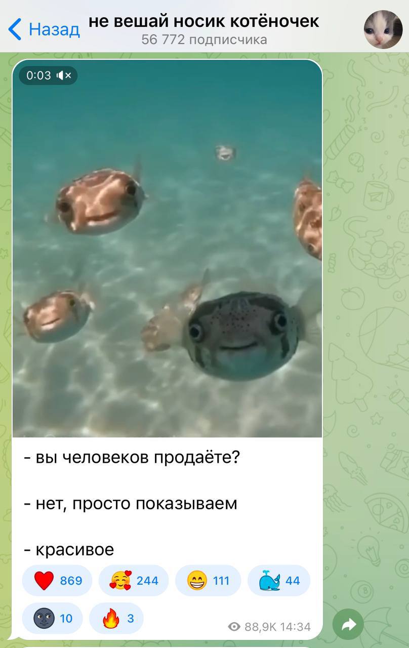 Telegram channel "ТЕМЫ | ОБОИ | ЯЗЫКИ" — @temki_parnye — TGStat